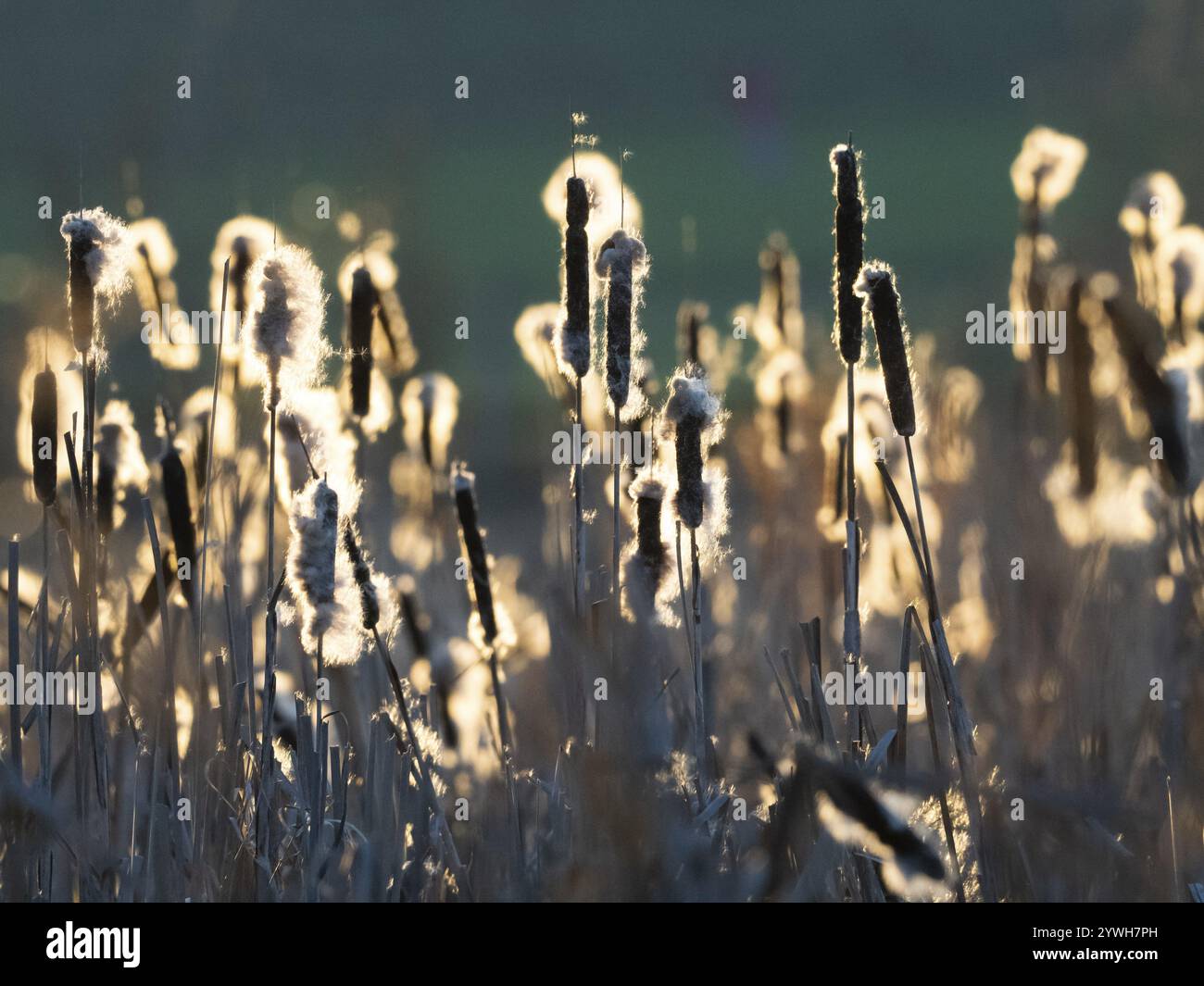 Bulrush (Typha latifolia), seed heads of the plants photographed ...