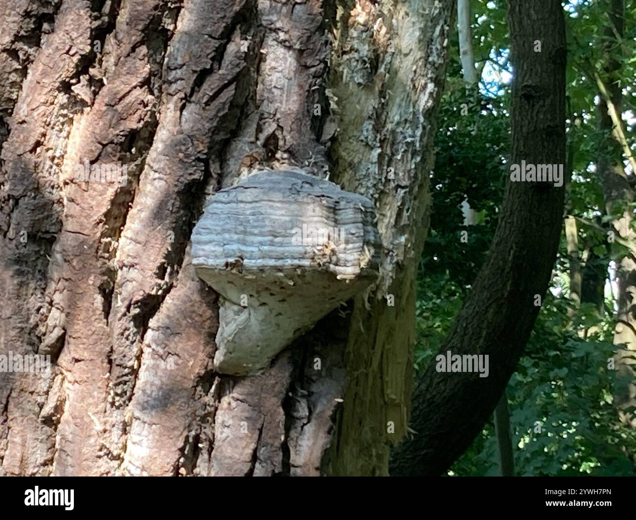 Hoof Fungus (Fomes fomentarius Stock Photo - Alamy
