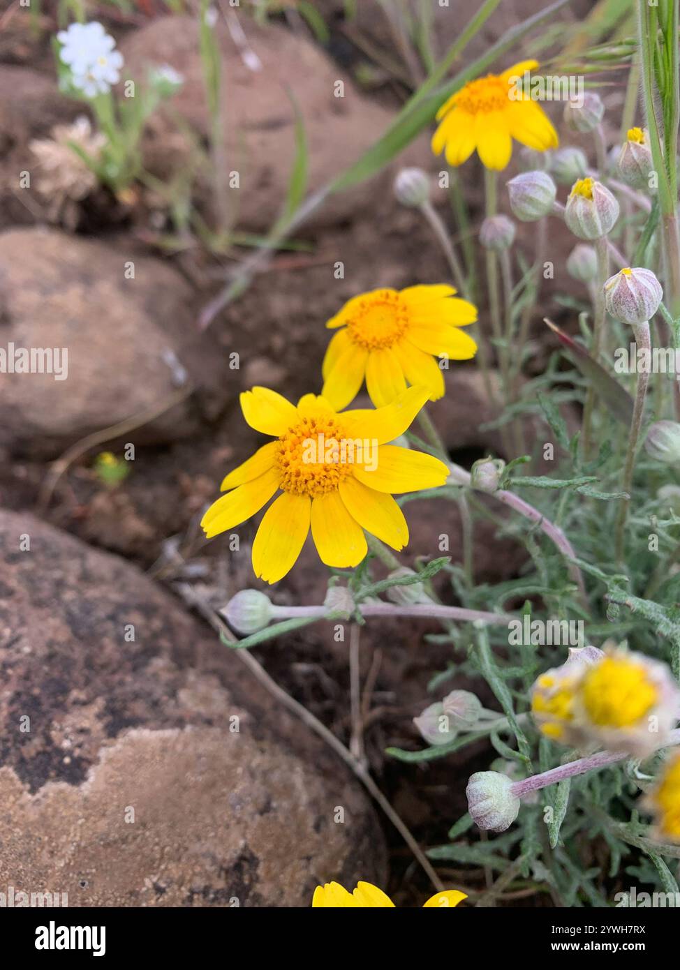 common woolly sunflower (Eriophyllum lanatum Stock Photo - Alamy