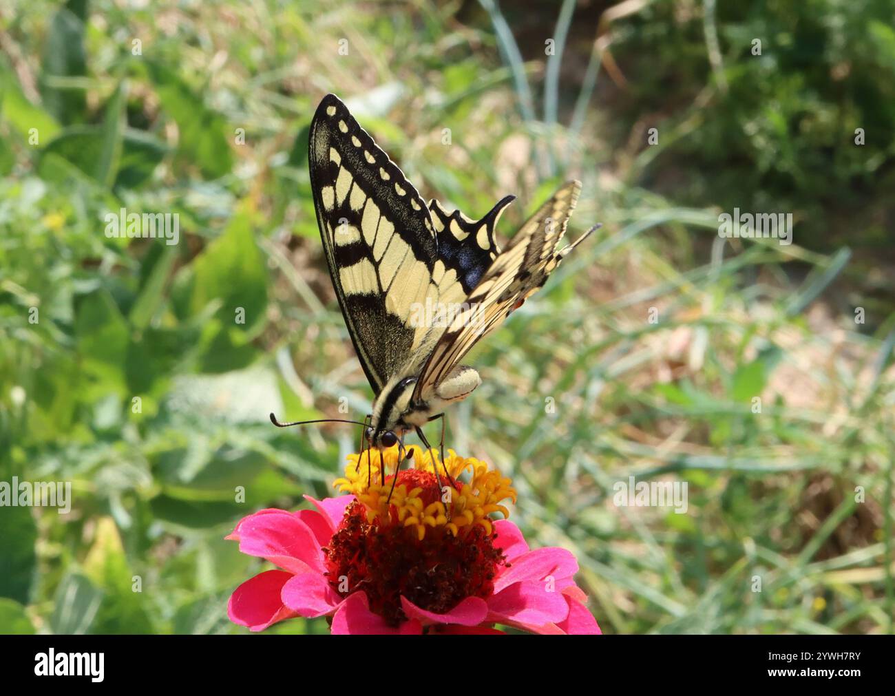 Old World Swallowtail (Papilio machaon Stock Photo - Alamy