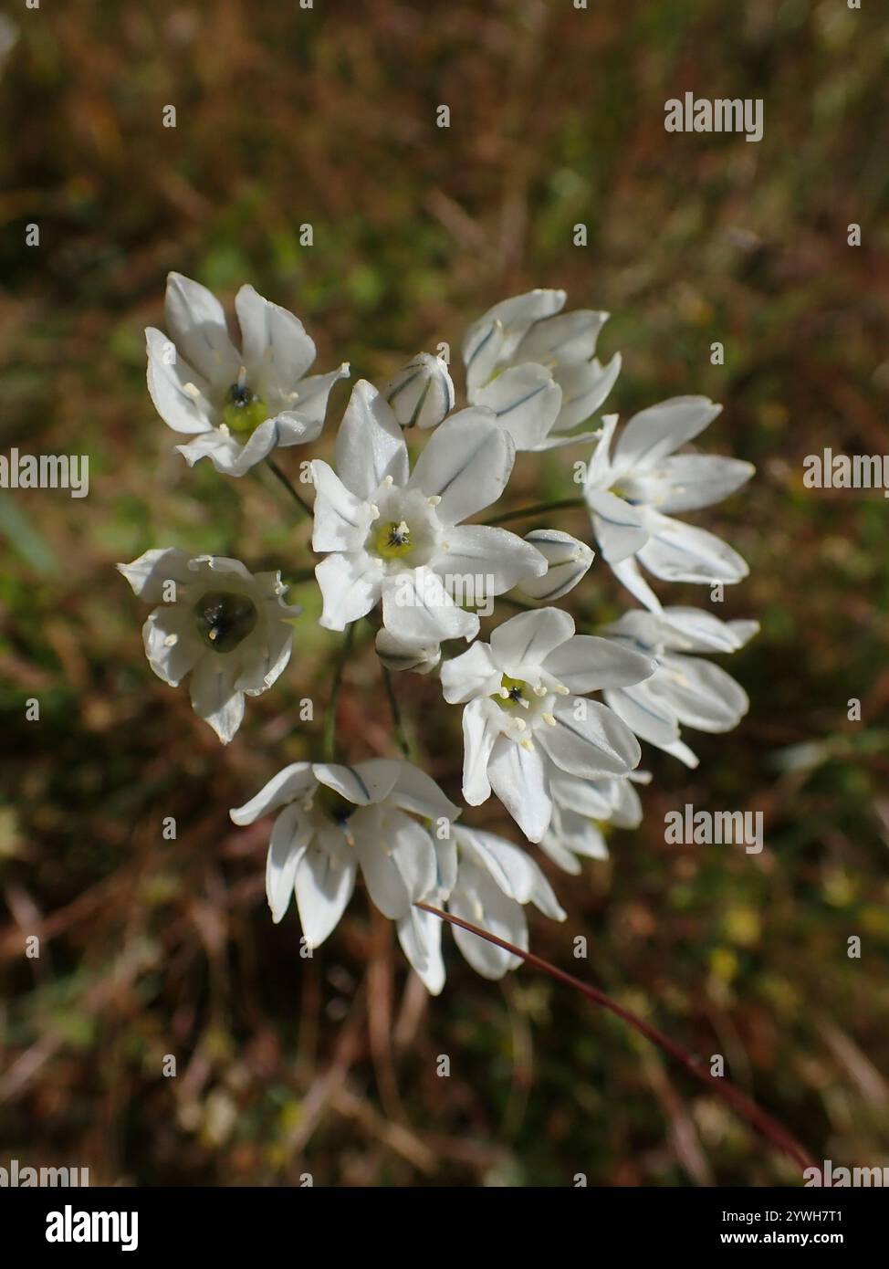 white brodiaea (Triteleia hyacinthina Stock Photo - Alamy