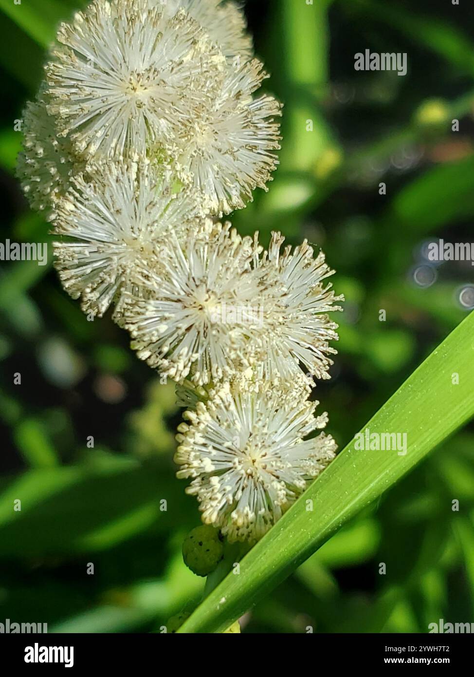 big bur-reed (Sparganium eurycarpum Stock Photo - Alamy