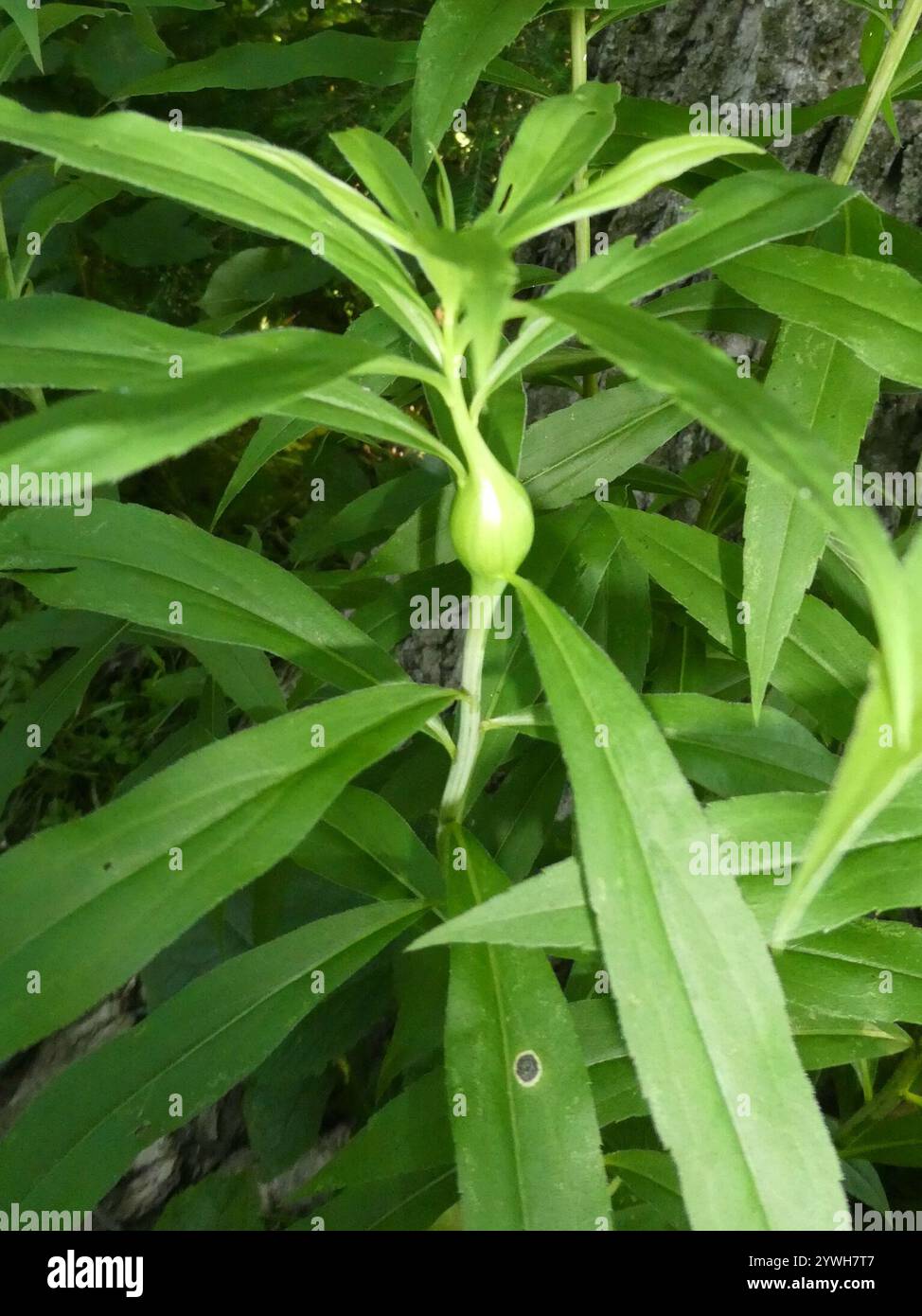 Goldenrod Elliptical-Gall Moth (Gnorimoschema gallaesolidaginis Stock ...