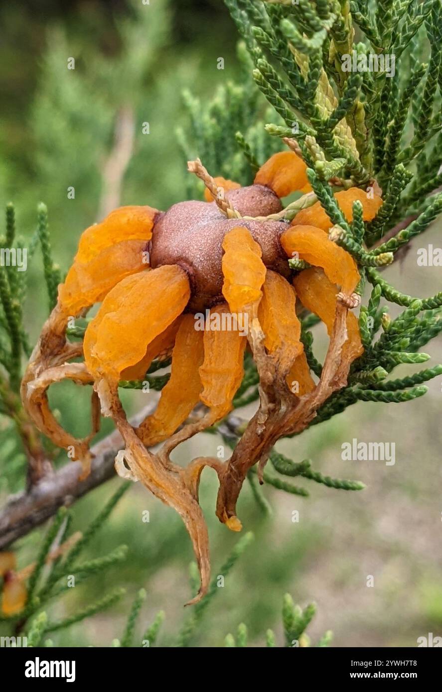 Cedar-apple rust (Gymnosporangium juniperi-virginianae Stock Photo - Alamy