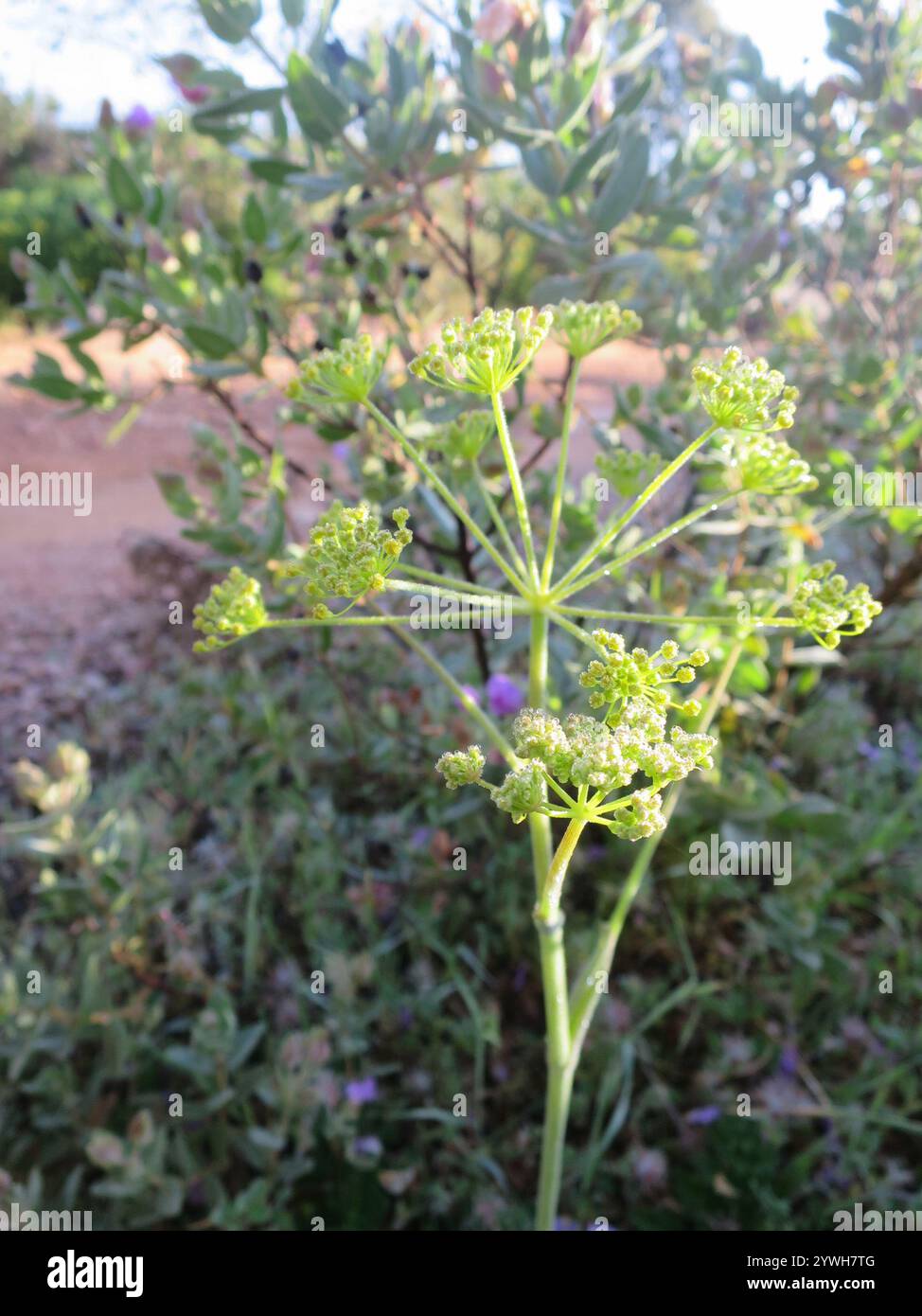 villous deadly carrot (Thapsia villosa Stock Photo - Alamy