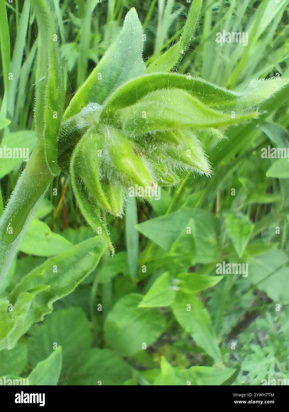 evening lychnis (Silene latifolia alba Stock Photo - Alamy