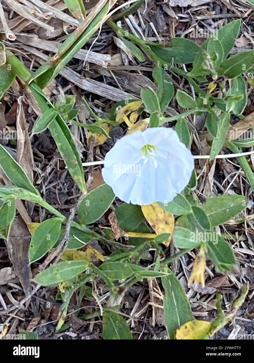 silky evolvulus (Evolvulus sericeus Stock Photo - Alamy