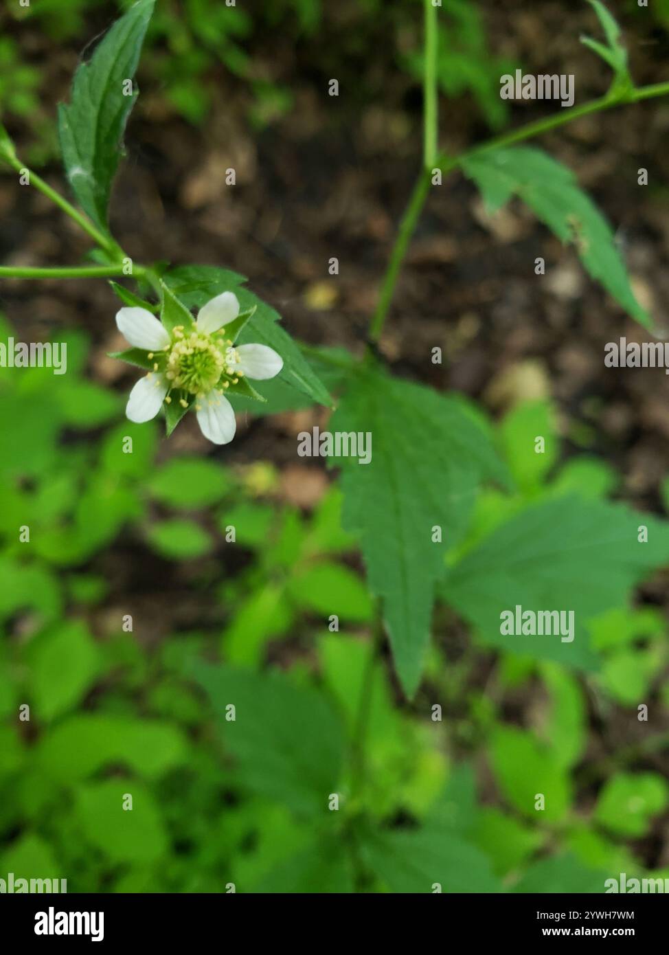 white avens (Geum canadense Stock Photo - Alamy