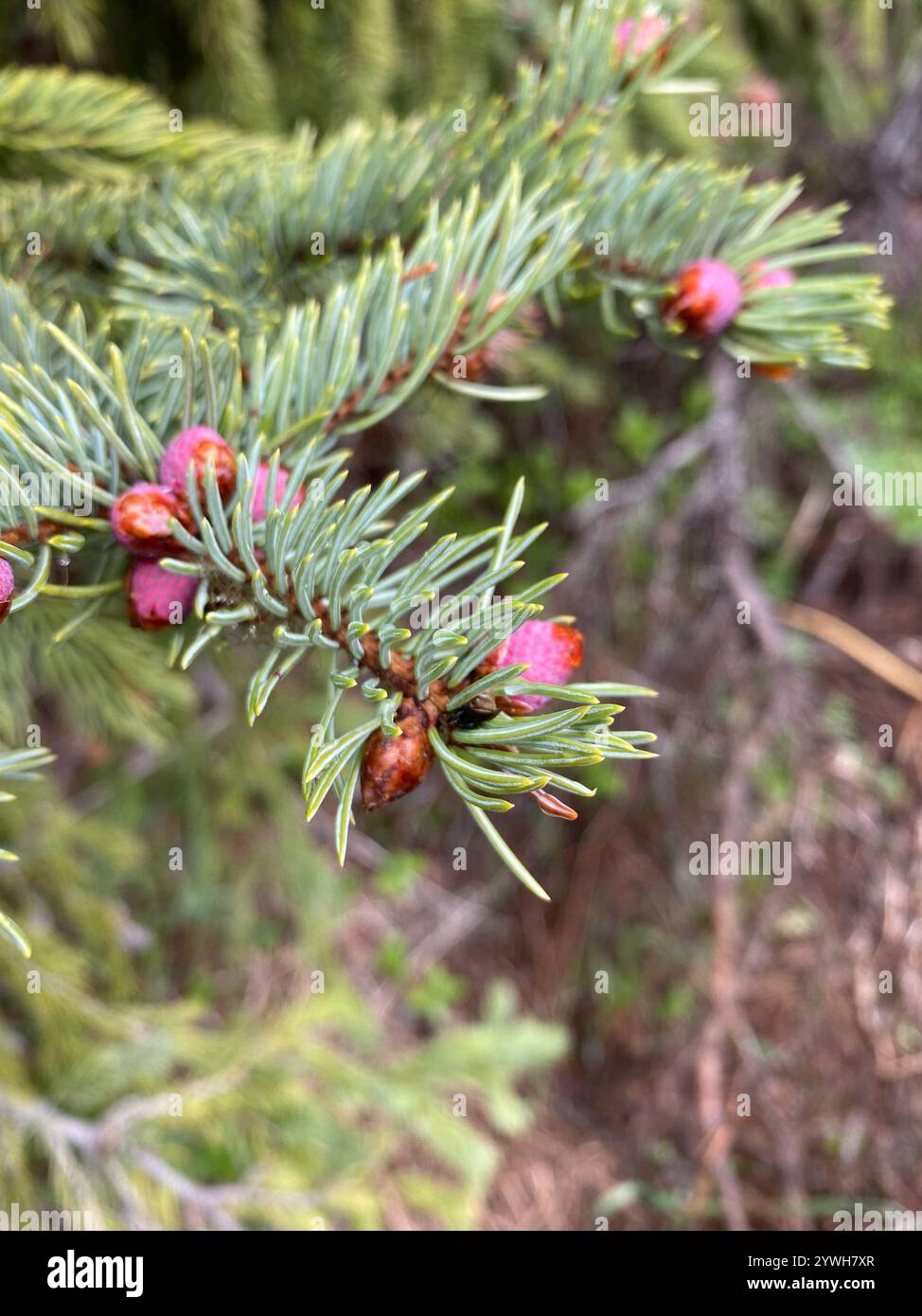 Engelmann spruce (Picea engelmannii Stock Photo - Alamy