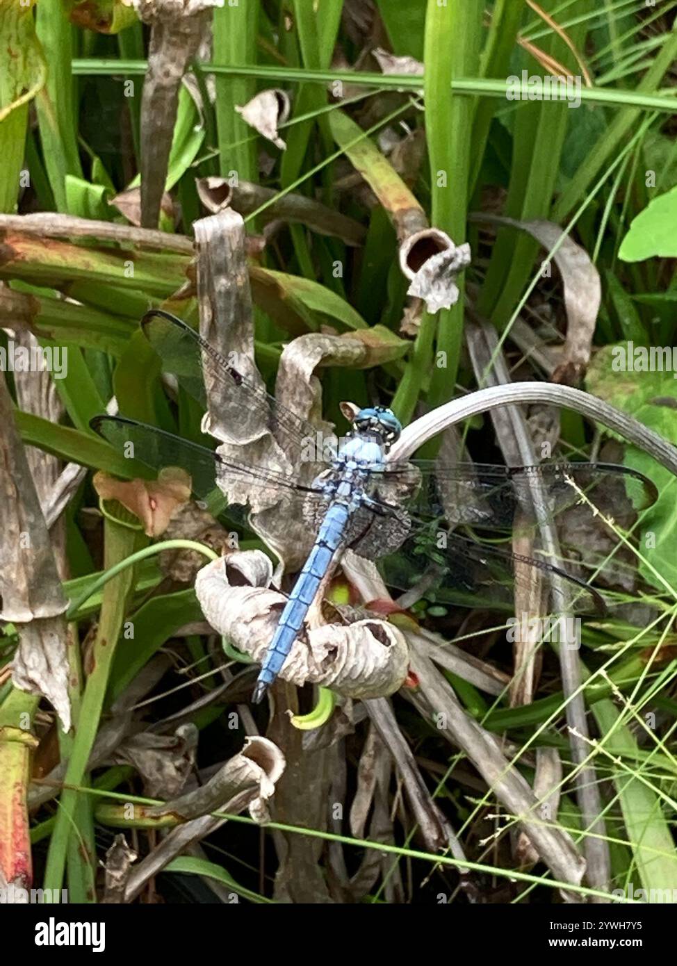 Great Blue Skimmer (Libellula vibrans Stock Photo - Alamy