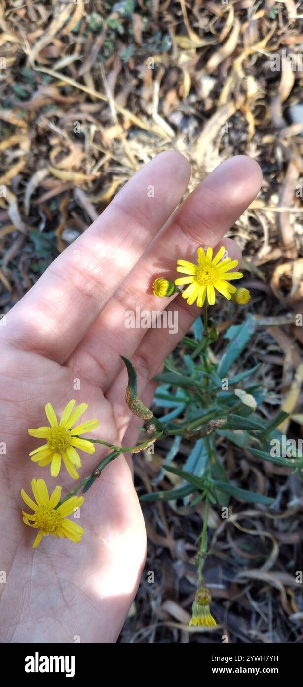 Madagascar Ragwort (Senecio madagascariensis Stock Photo - Alamy