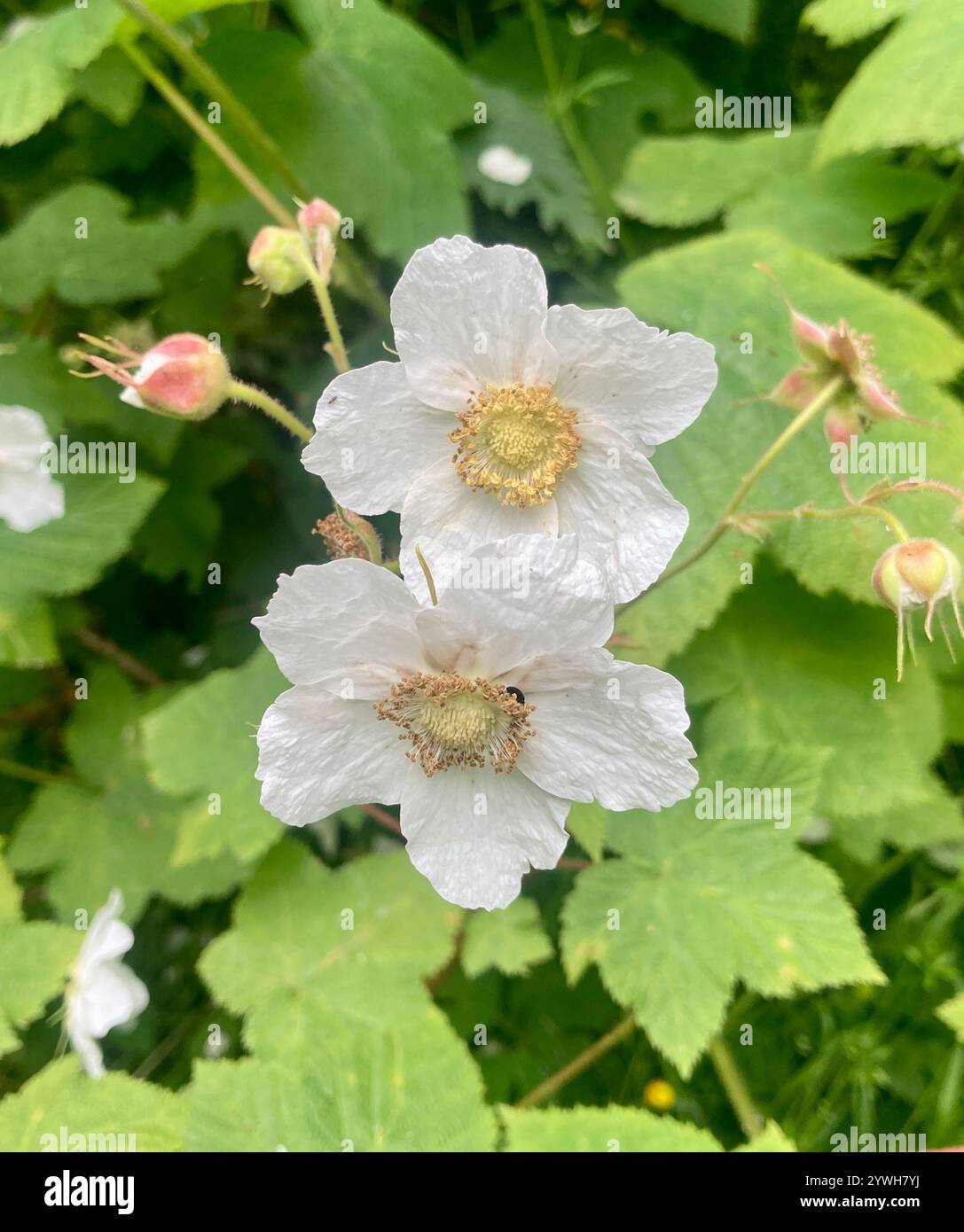 thimbleberry (Rubus parviflorus Stock Photo - Alamy
