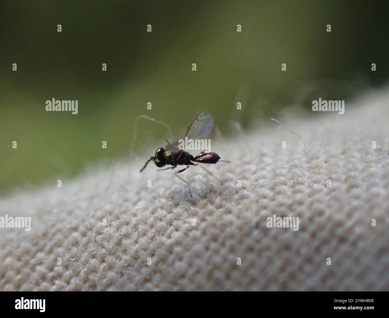 Chalcidoid Wasps (Chalcidoidea Stock Photo - Alamy