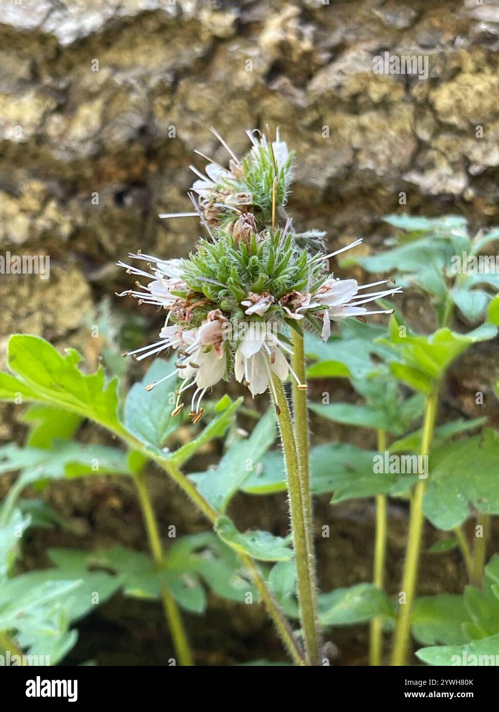 western waterleaf (Hydrophyllum occidentale Stock Photo - Alamy