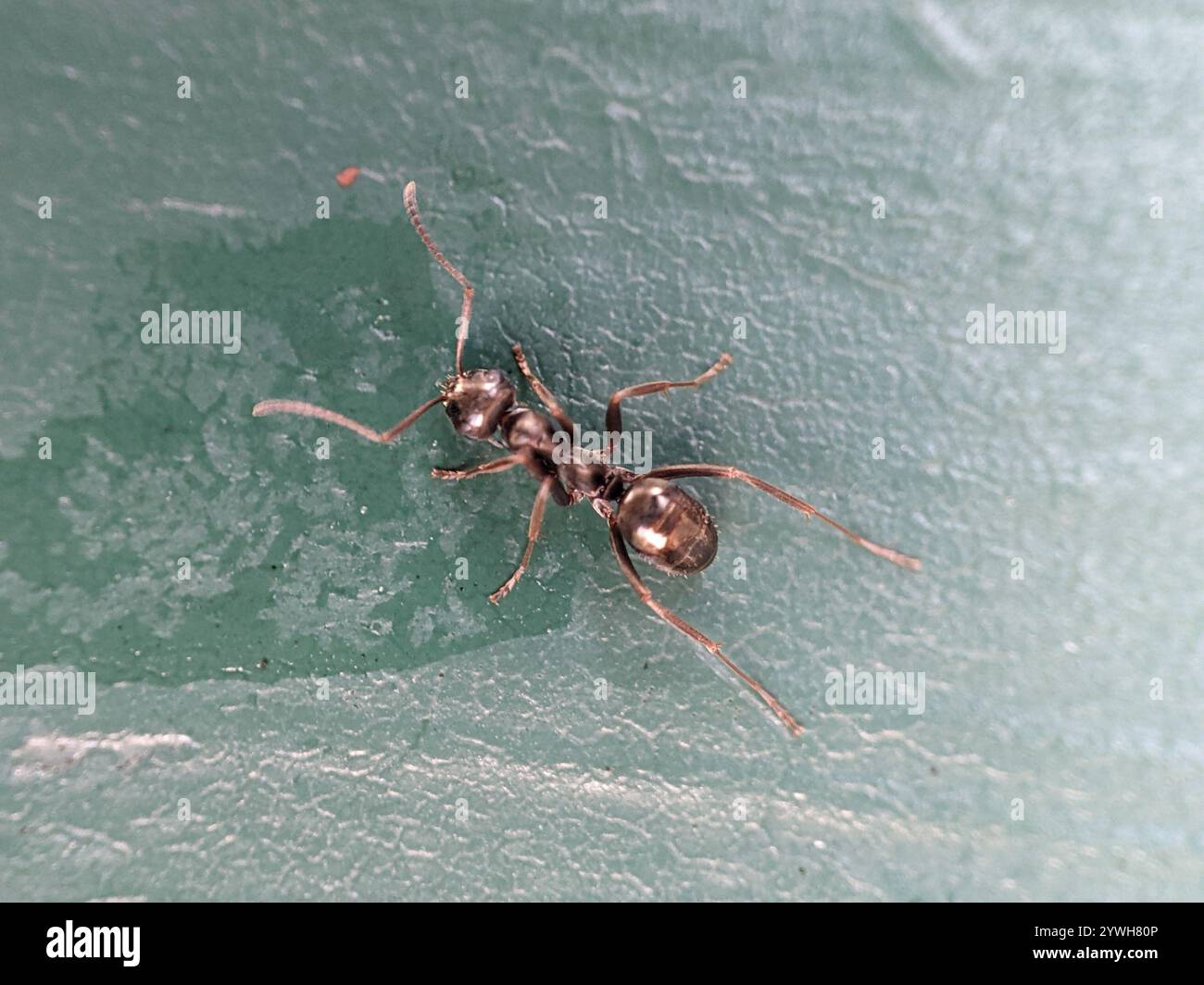 fusca-group Field Ants and Allies (Formica fusca Stock Photo - Alamy