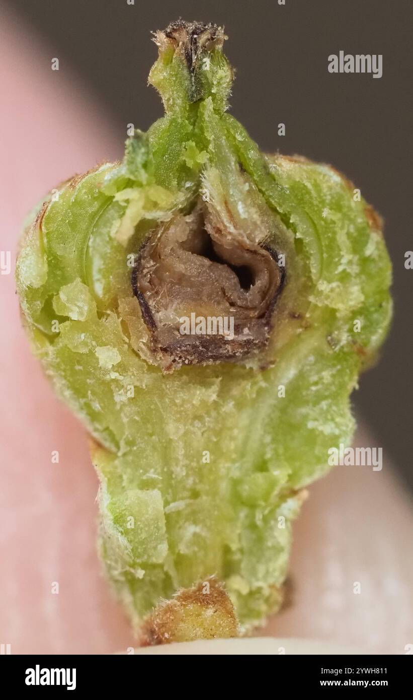 Oak Gall Wasps (Cynipini Stock Photo - Alamy