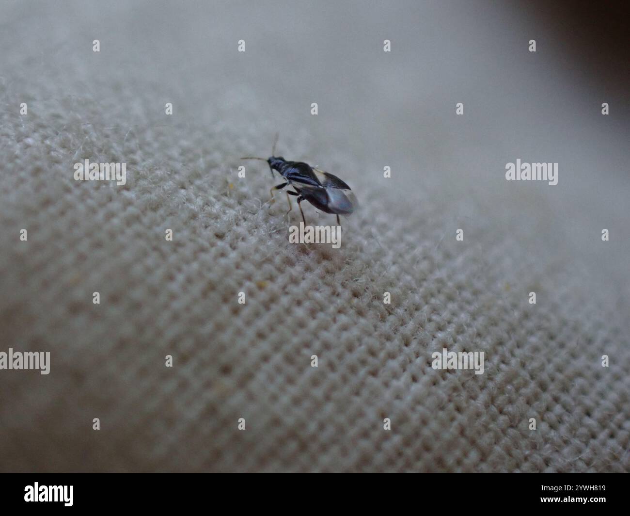 Minute pirate bugs (Anthocoridae Stock Photo - Alamy