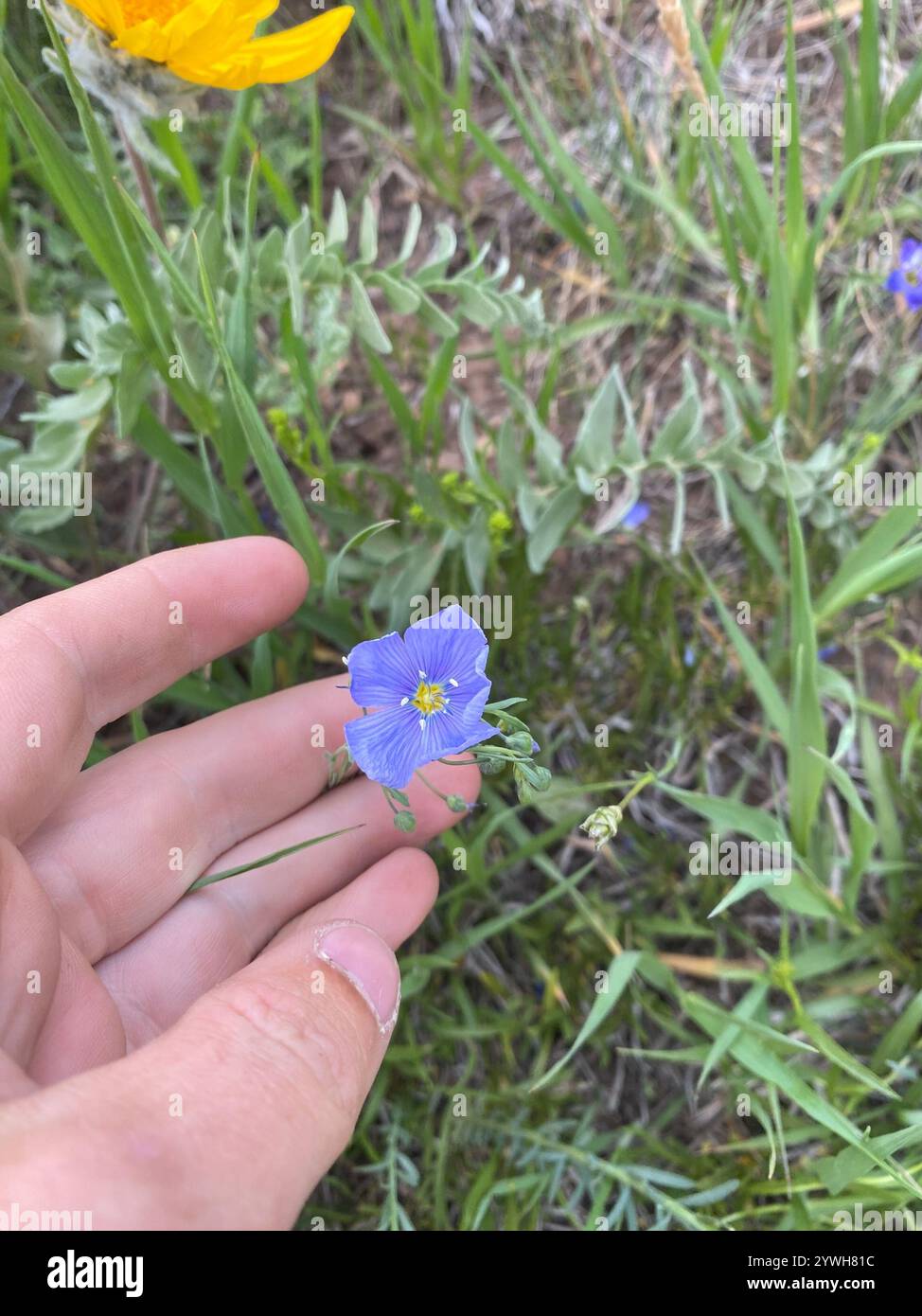 Lewis flax (Linum lewisii Stock Photo - Alamy