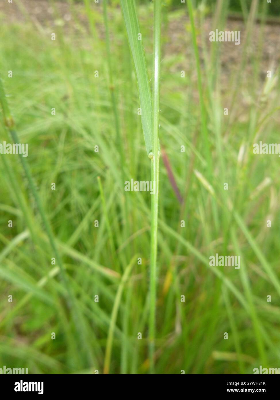 Upright Brome (Bromus erectus Stock Photo - Alamy
