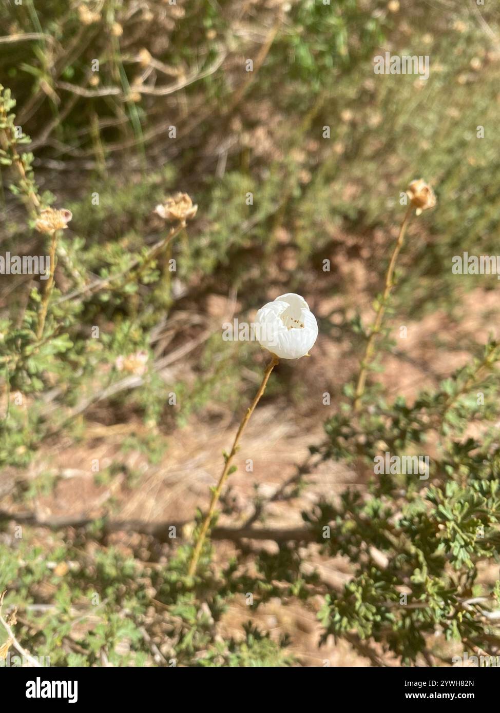 Apache plume (Fallugia paradoxa Stock Photo - Alamy