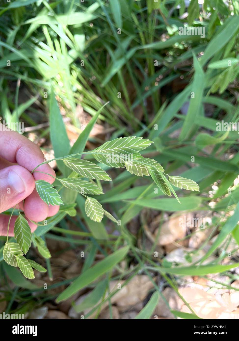 inland wood oats (Chasmanthium latifolium Stock Photo - Alamy