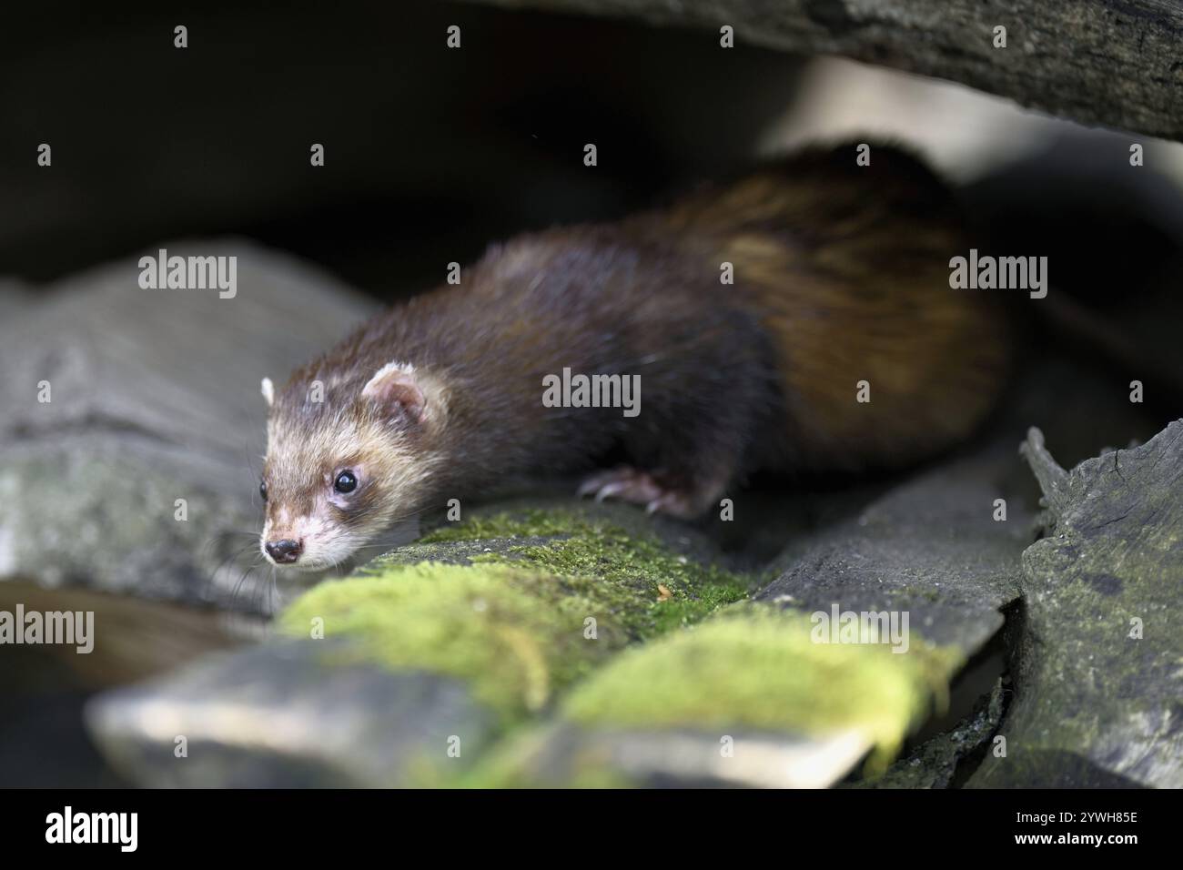 European polecat (Mustela putorius) also known as ferret, sitting on ...