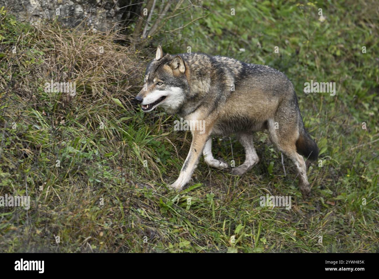 European gray wolf (Canis lupus lupus), running in a meadow, captive ...