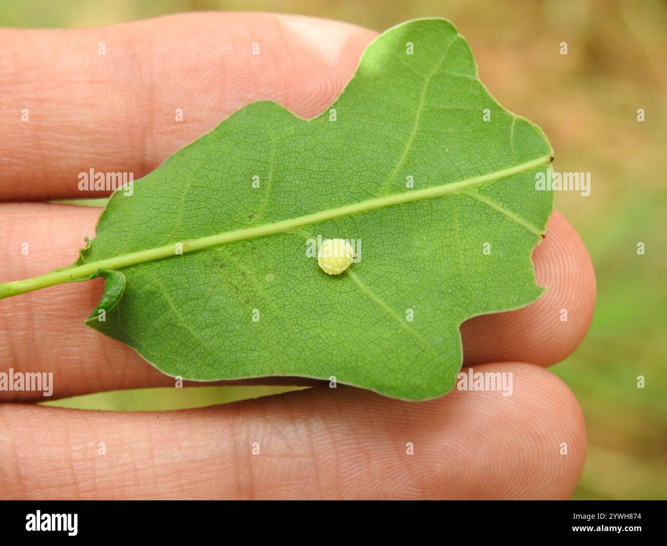 Striped Pea Gall Wasp (Cynips longiventris Stock Photo - Alamy