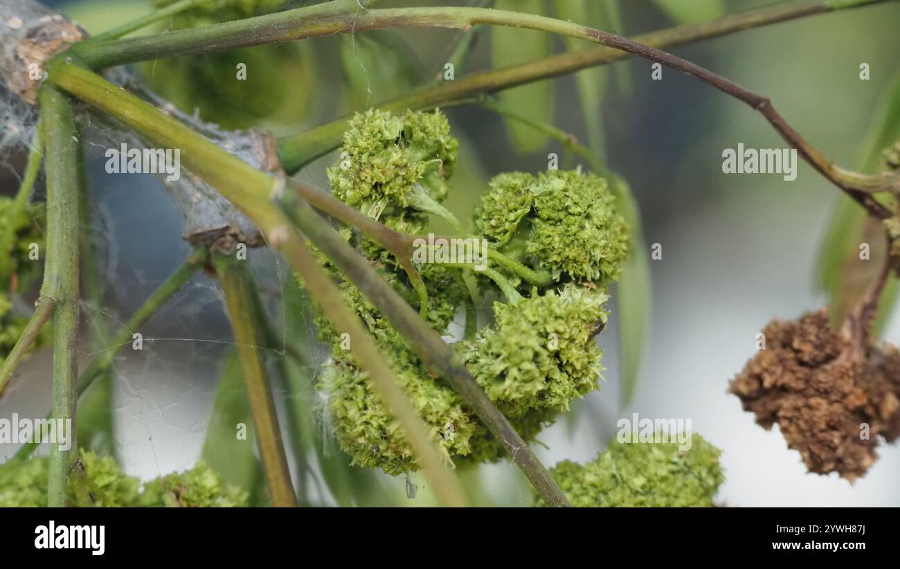Ash Flower Gall Mite (Aceria fraxiniflora Stock Photo - Alamy