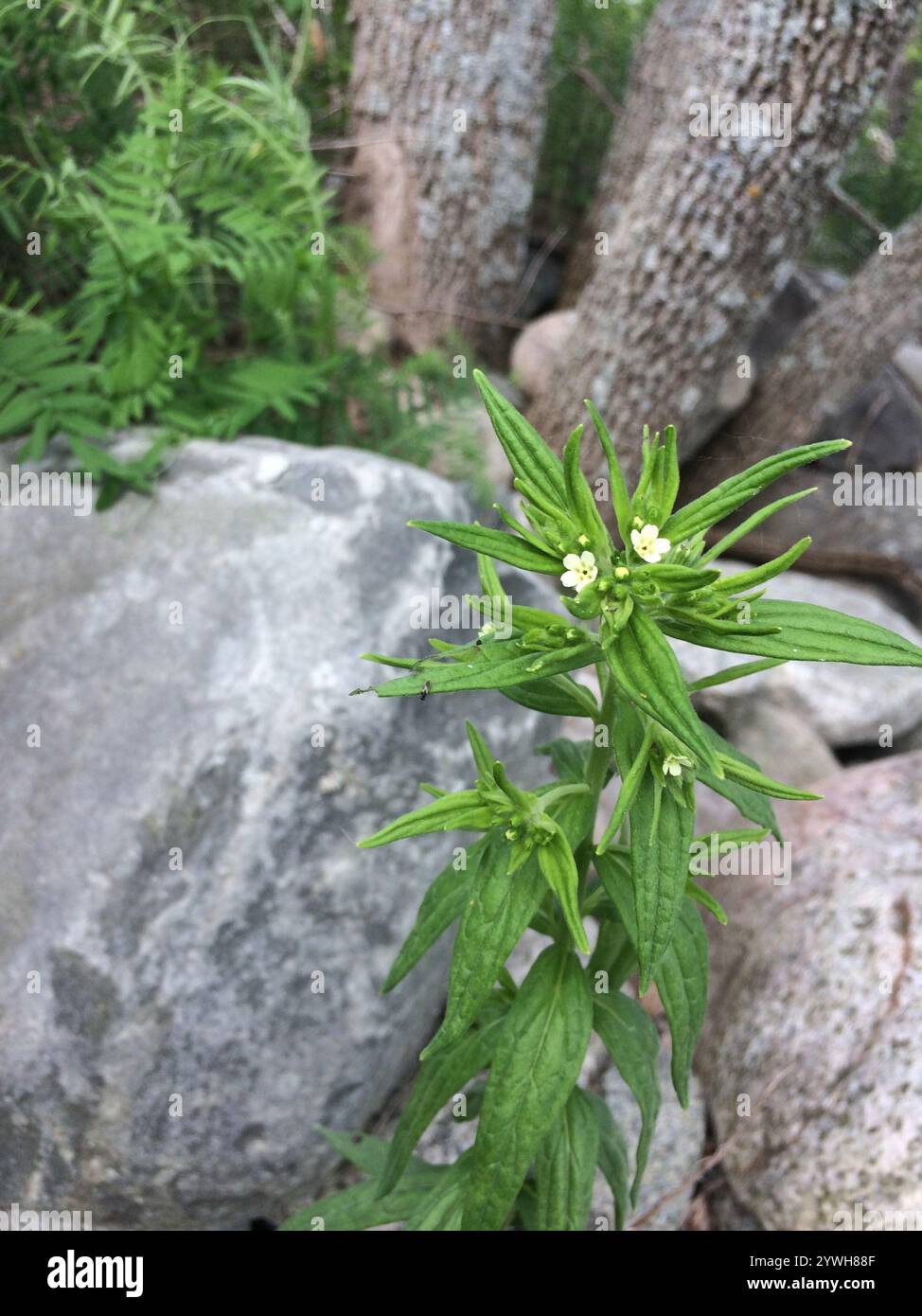 Common Gromwell (Lithospermum officinale Stock Photo - Alamy