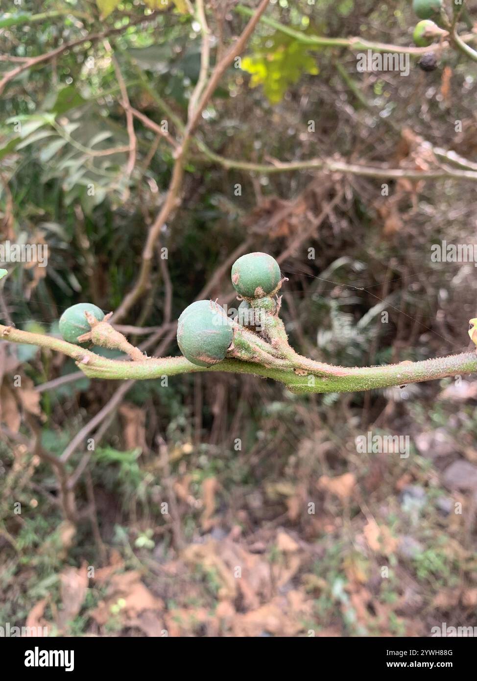 giant devil's-fig (Solanum chrysotrichum Stock Photo - Alamy