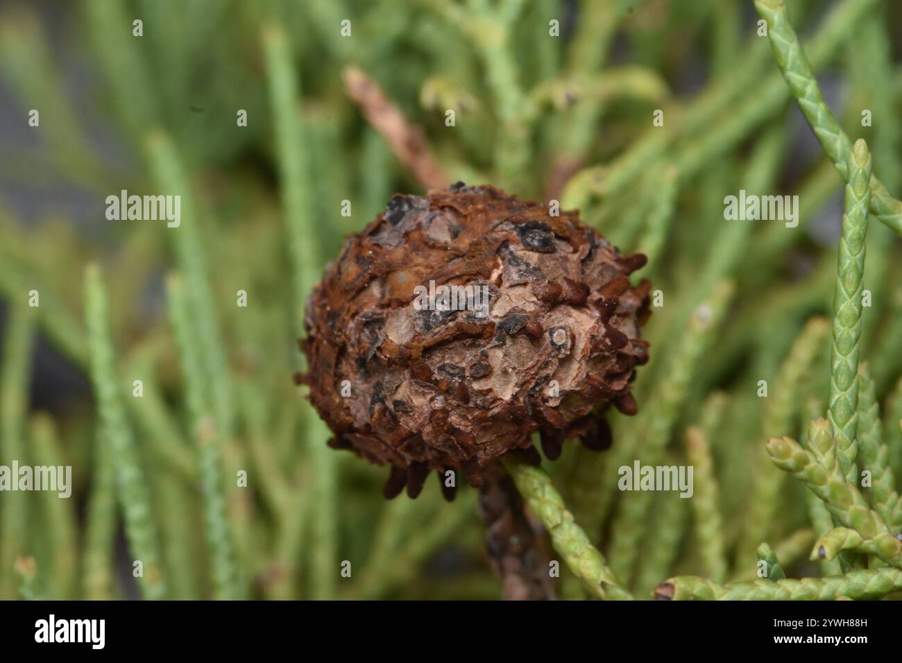 Cedar-apple rust (Gymnosporangium juniperi-virginianae Stock Photo - Alamy