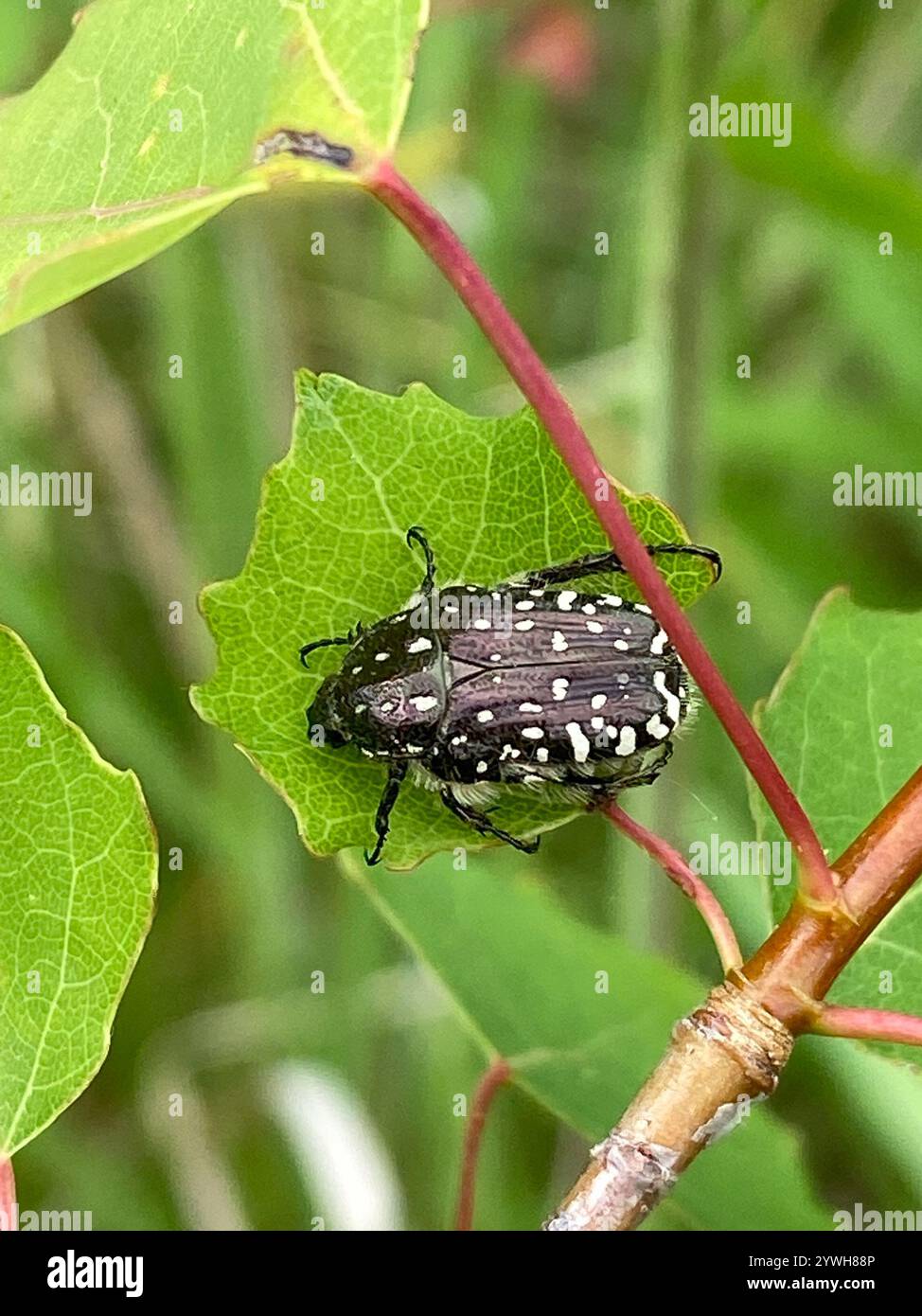 Mediterranean Spotted Chafer (Oxythyrea funesta Stock Photo - Alamy