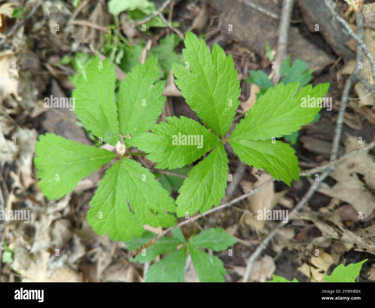 Black Snakeroot (Sanicula canadensis Stock Photo - Alamy