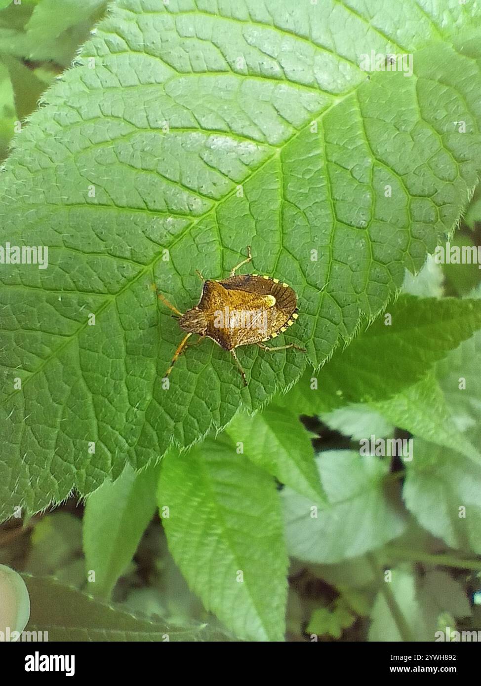 Peribalus strictus hi-res stock photography and images - Alamy