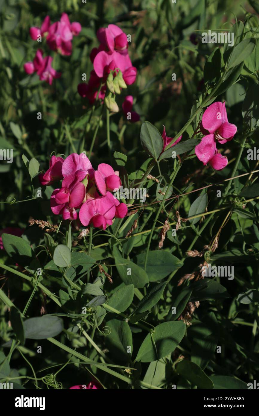 tuberous pea (Lathyrus tuberosus Stock Photo - Alamy