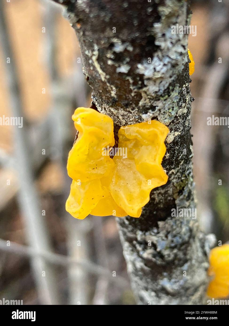 witch's butter (Tremella mesenterica Stock Photo - Alamy