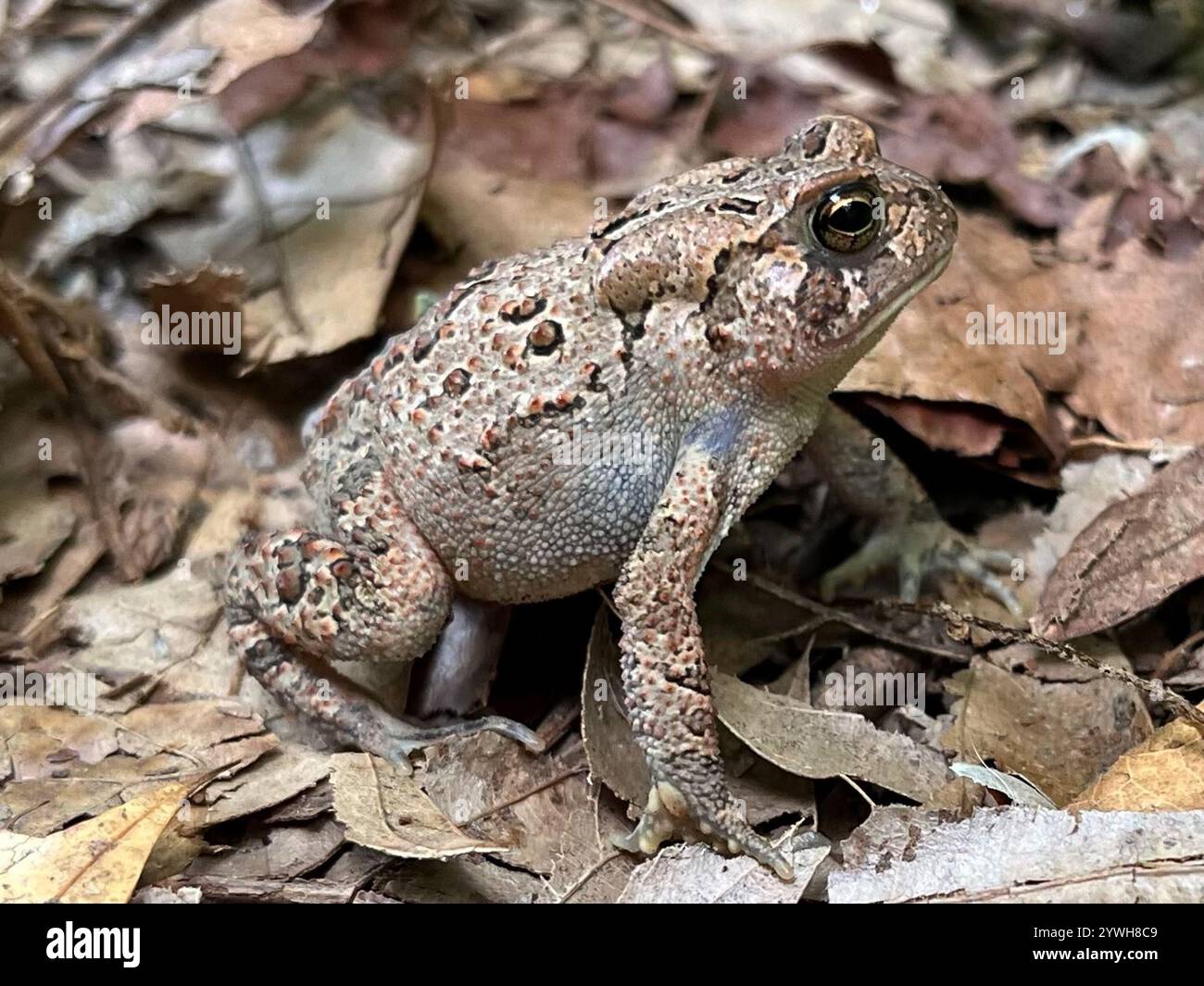 American Toad (Anaxyrus americanus Stock Photo - Alamy