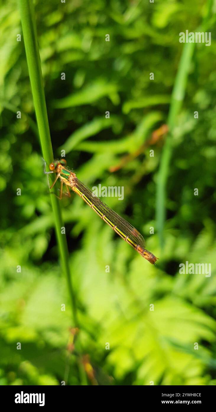 Common Spreadwing (Lestes sponsa Stock Photo - Alamy