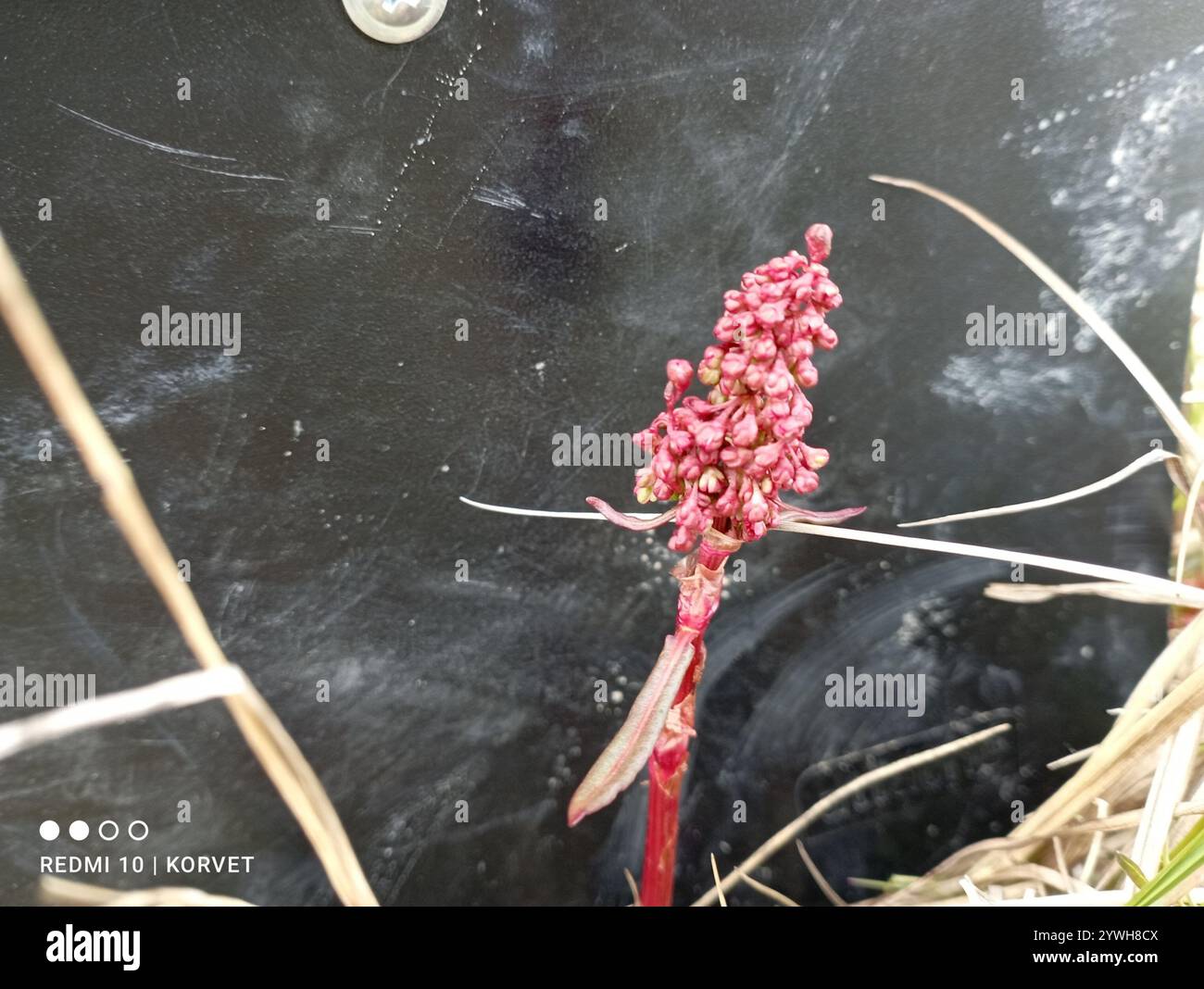 Arctic Dock (Rumex arcticus Stock Photo - Alamy