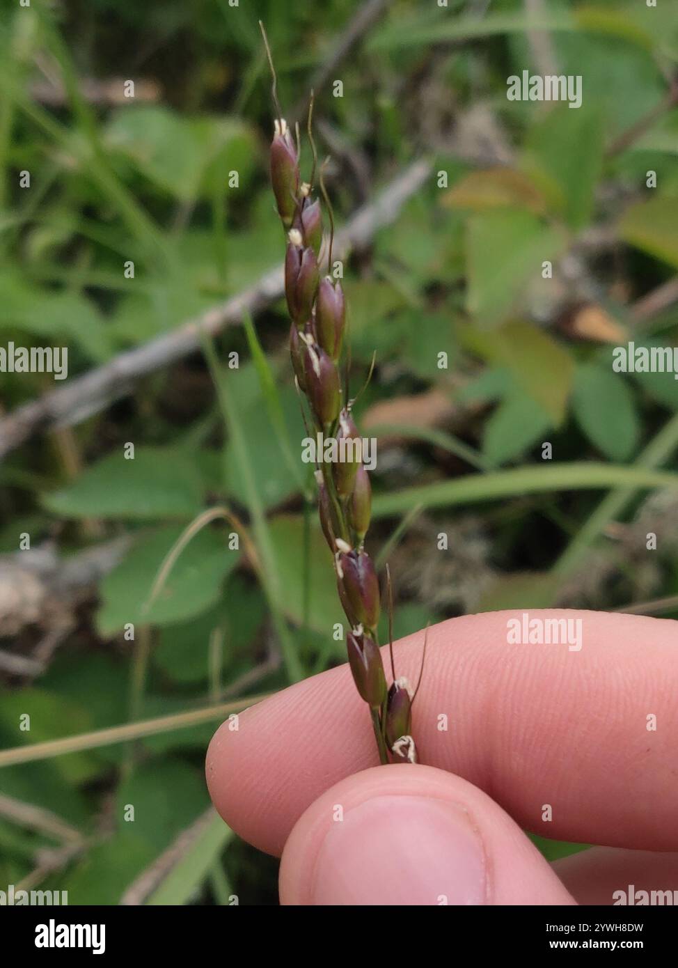 White-grained Mountain-ricegrass (Oryzopsis asperifolia Stock Photo - Alamy