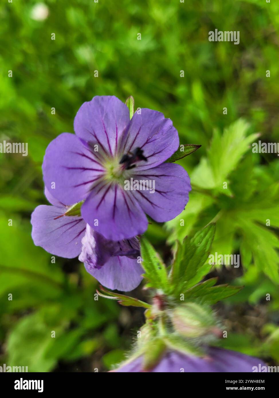 Geranium erianthum cranesbill hi-res stock photography and images - Alamy