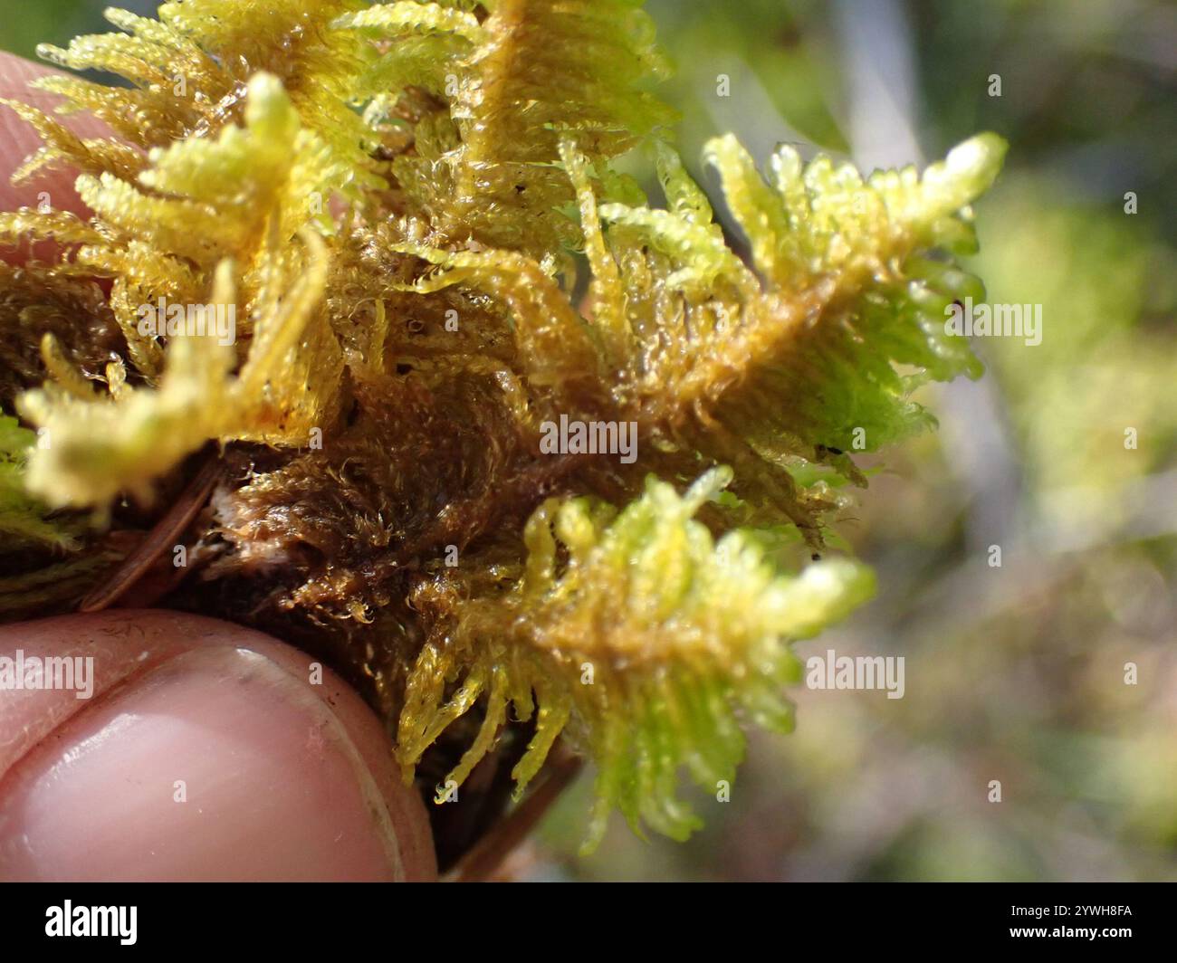 Ostrich-plume Moss (Ptilium crista-castrensis Stock Photo - Alamy