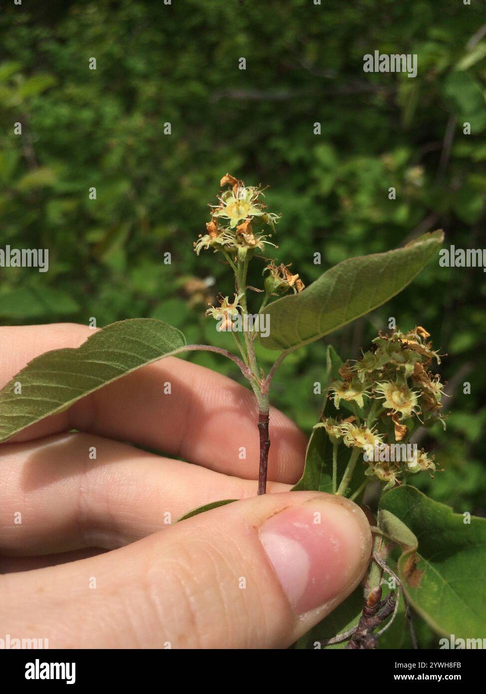 Low Serviceberry (Amelanchier humilis Stock Photo - Alamy