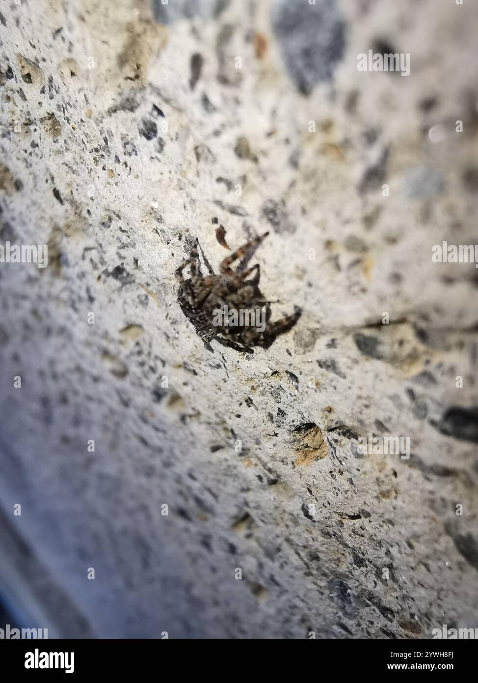 Downy jumping spider (Attulus pubescens Stock Photo - Alamy