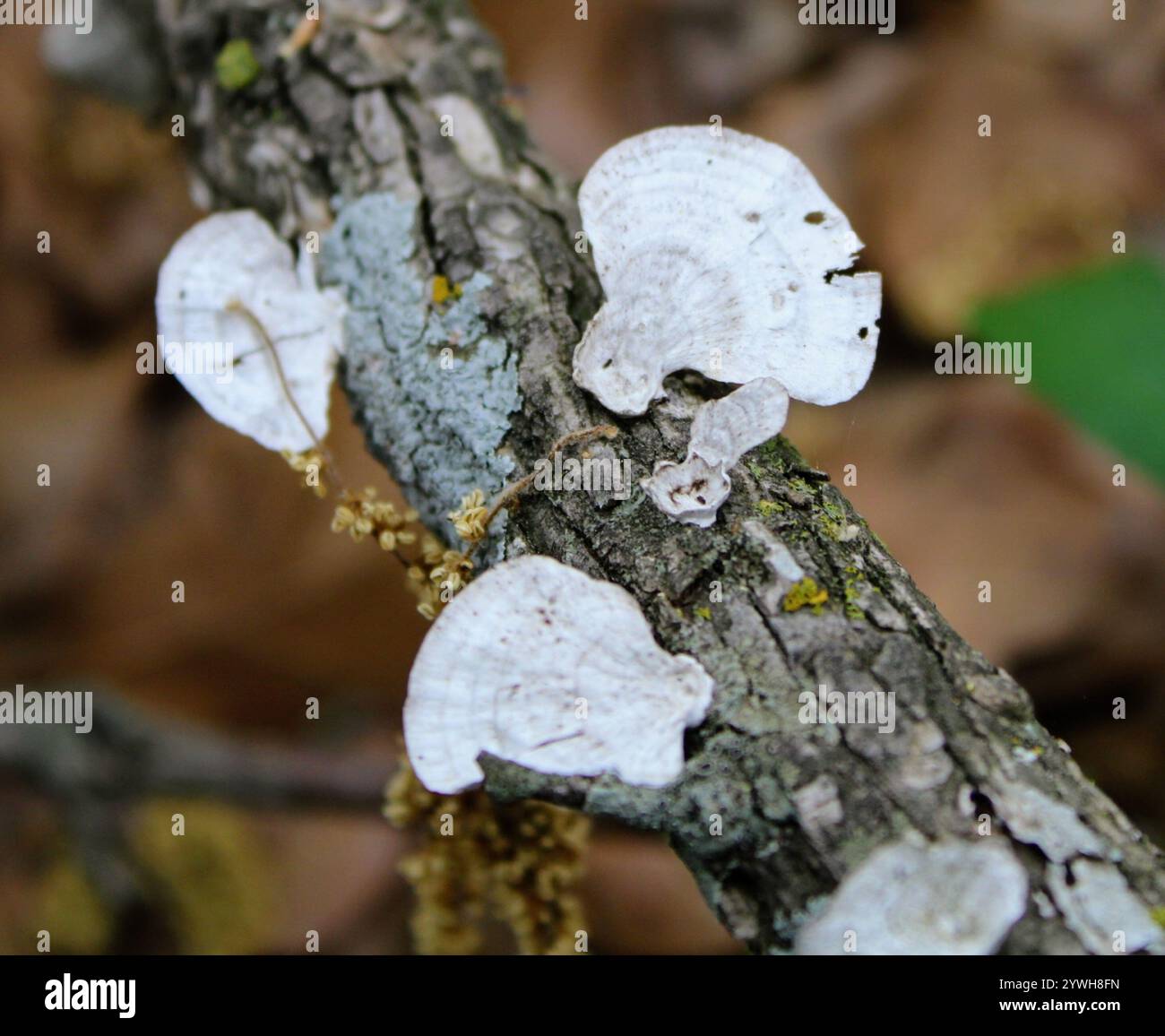 little nest polypore (Trametes conchifer Stock Photo - Alamy