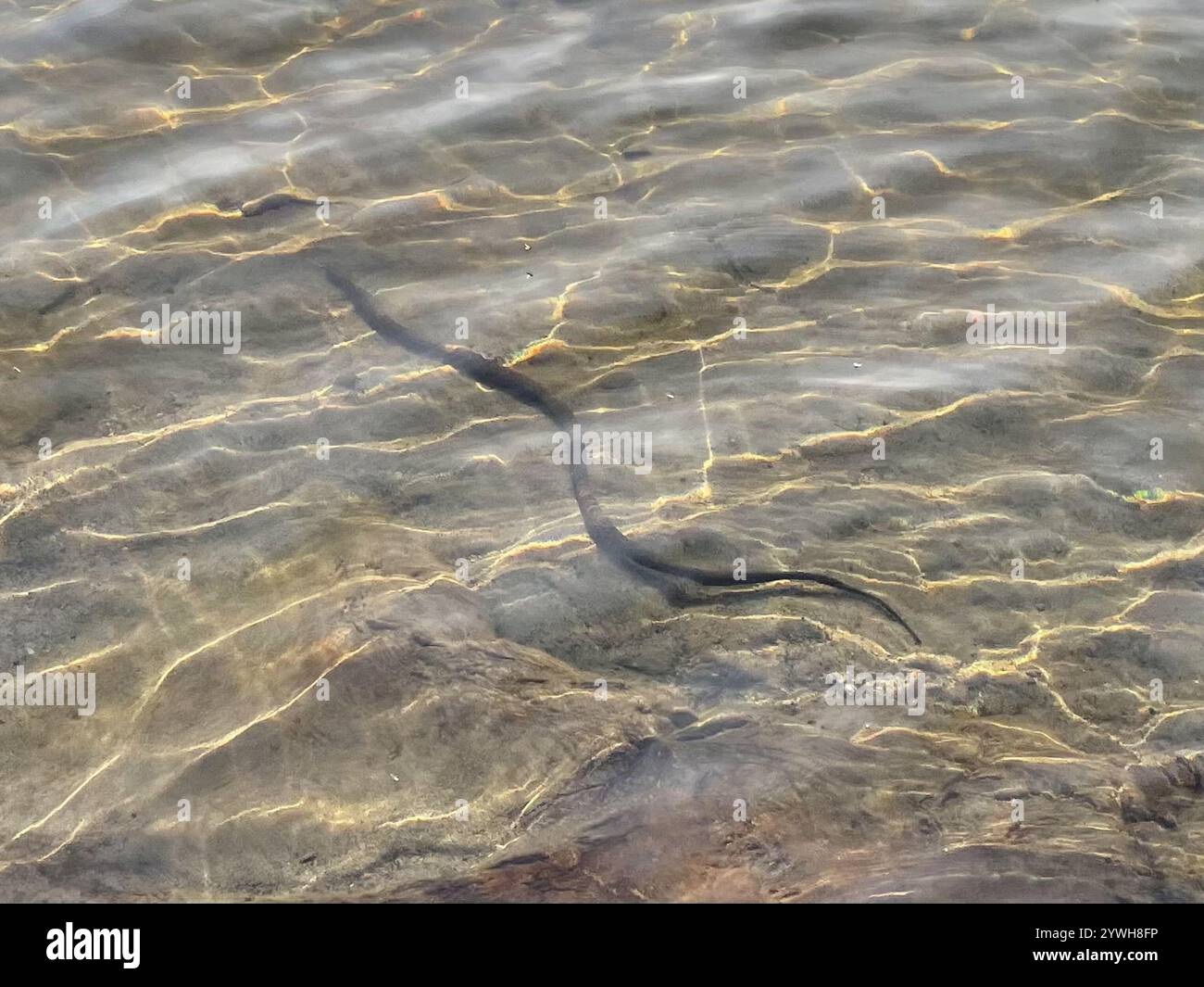 Northern Watersnake (Nerodia sipedon sipedon Stock Photo - Alamy