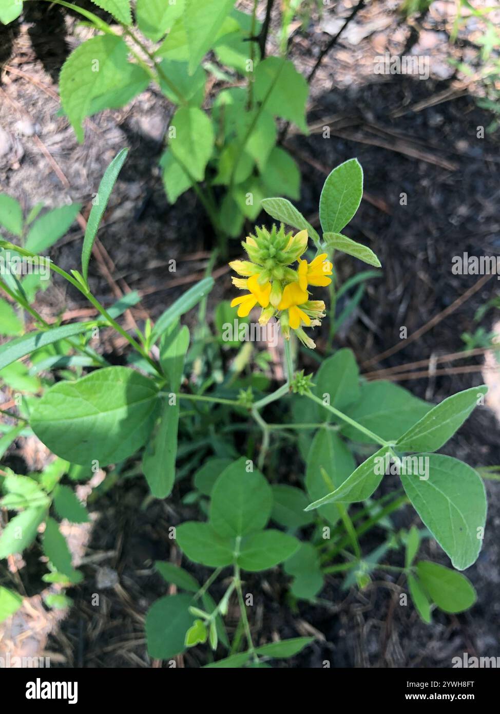 Twining Snoutbean (Rhynchosia tomentosa Stock Photo - Alamy