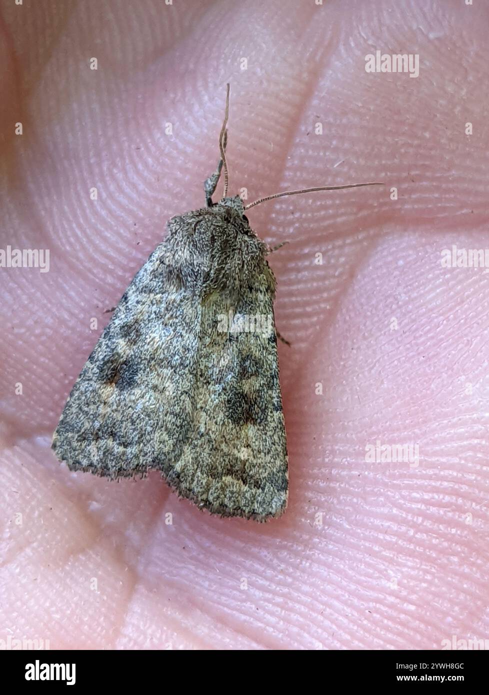 Mottled Rustic (Caradrina morpheus Stock Photo - Alamy