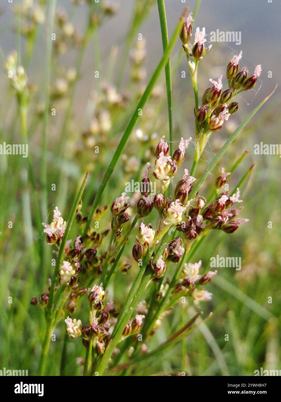 Flattened Rush (Juncus compressus Stock Photo - Alamy